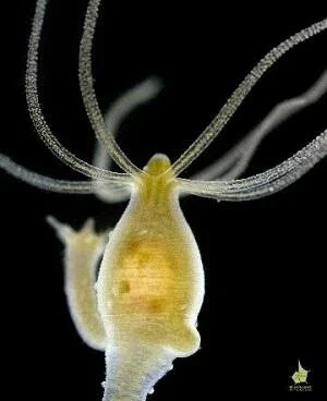 Life Underwater Series: Life of the Hydra — EcoSpark