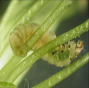 Life of the Aquatic Moth: the mystery behind underwater cocoons — EcoSpark