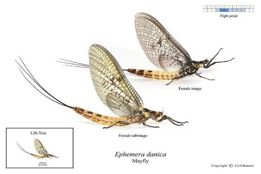 Life After Water Series: Life of the Mayfly — EcoSpark