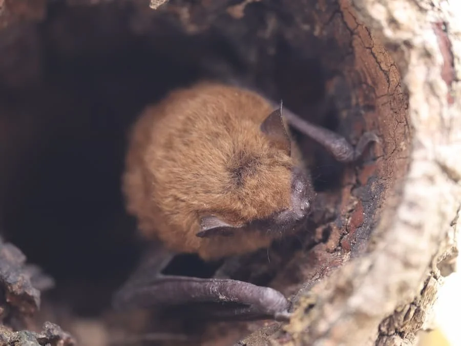 Have You Heard of Bioacoustics? — EcoSpark