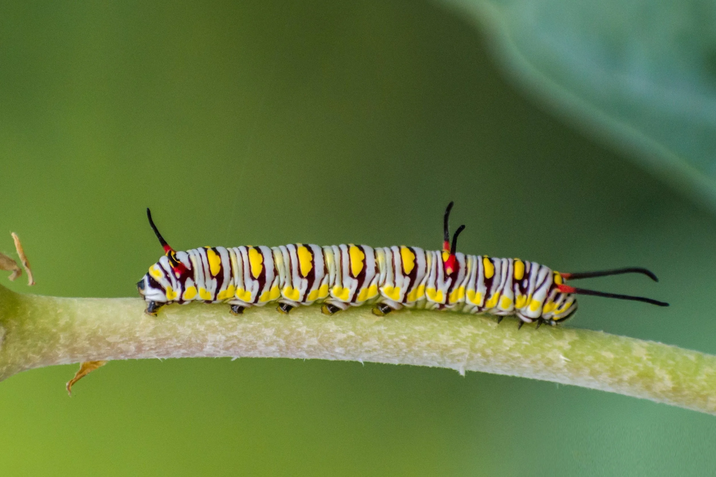 Caterpillars Count — EcoSpark