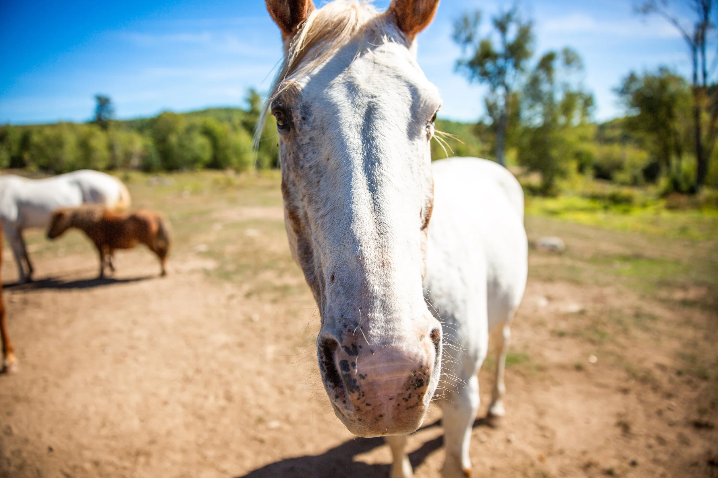 Dakota & Zach’s Magical Fall Wedding — Cold Spring Farm