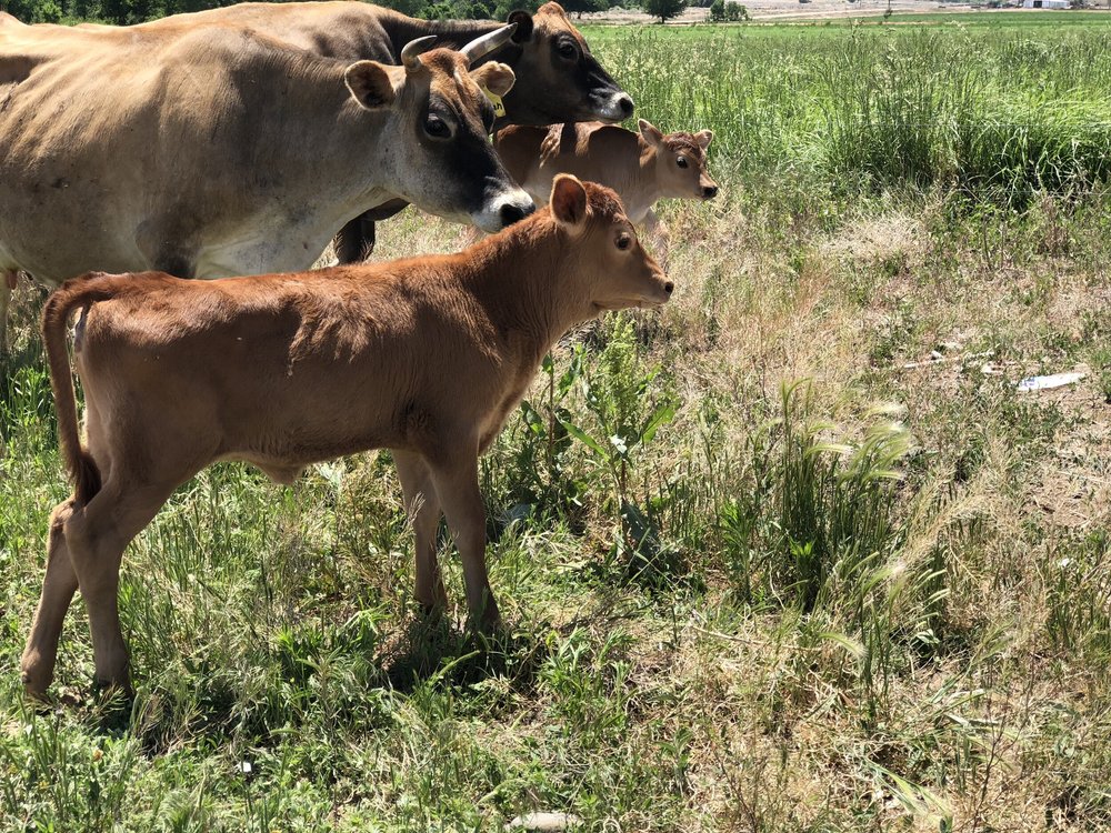 Products — Larga Vista Ranch & Dairy