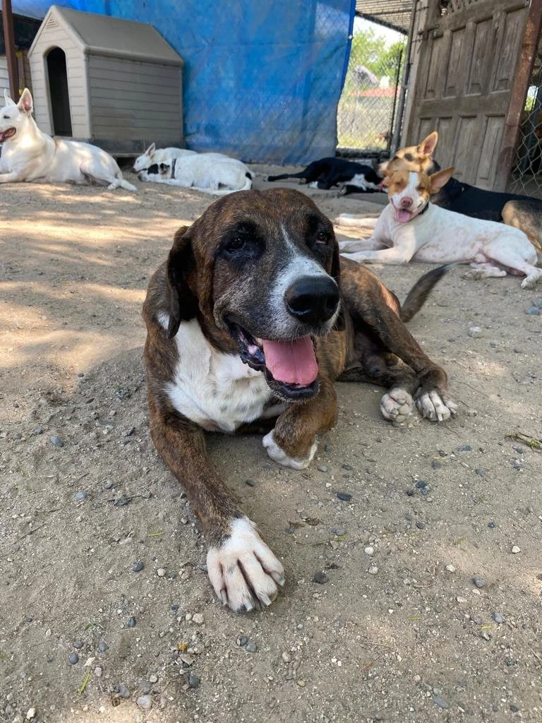 Guapo — A Dog's New Life AC