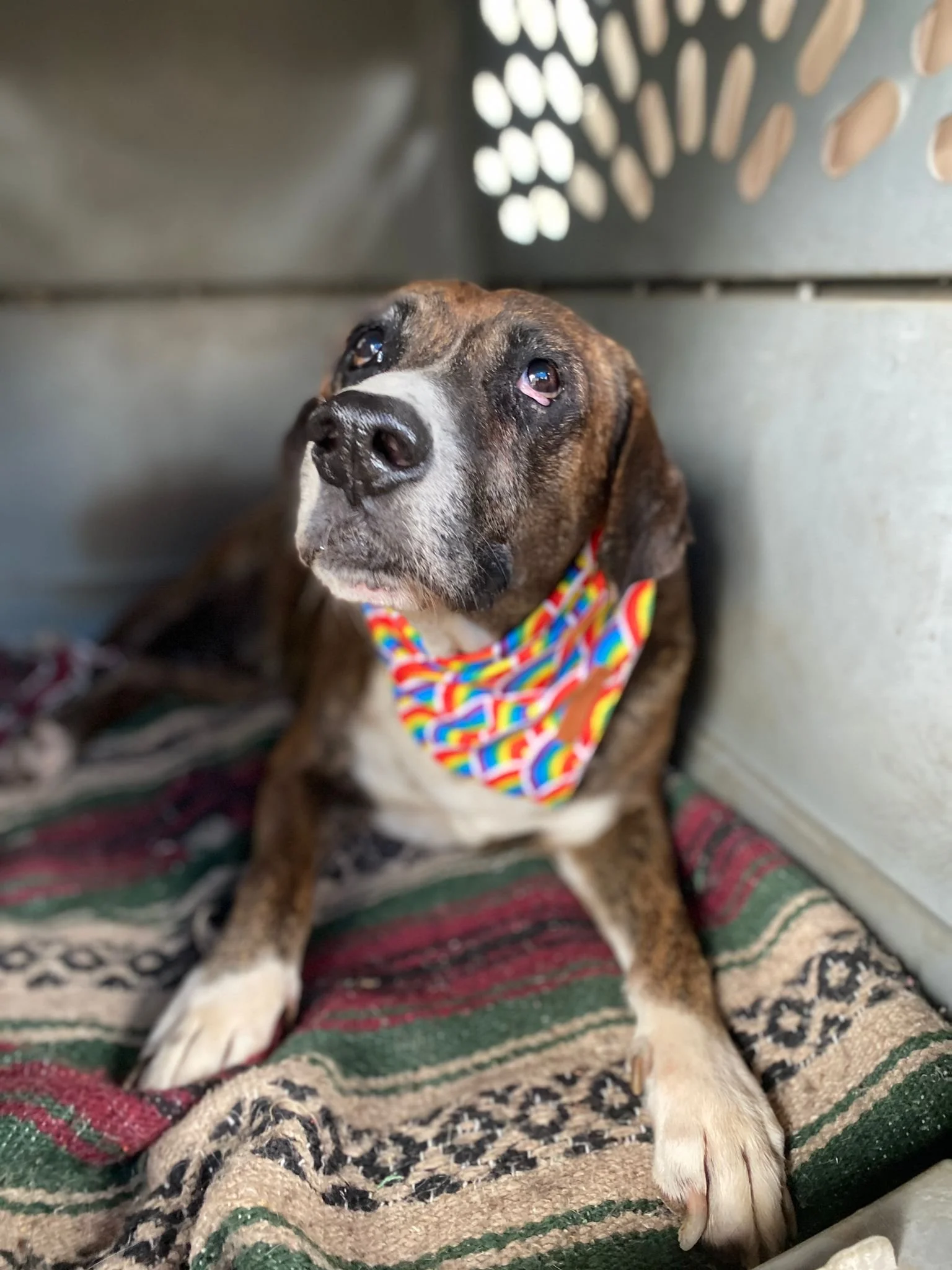 Guapo — A Dog's New Life AC