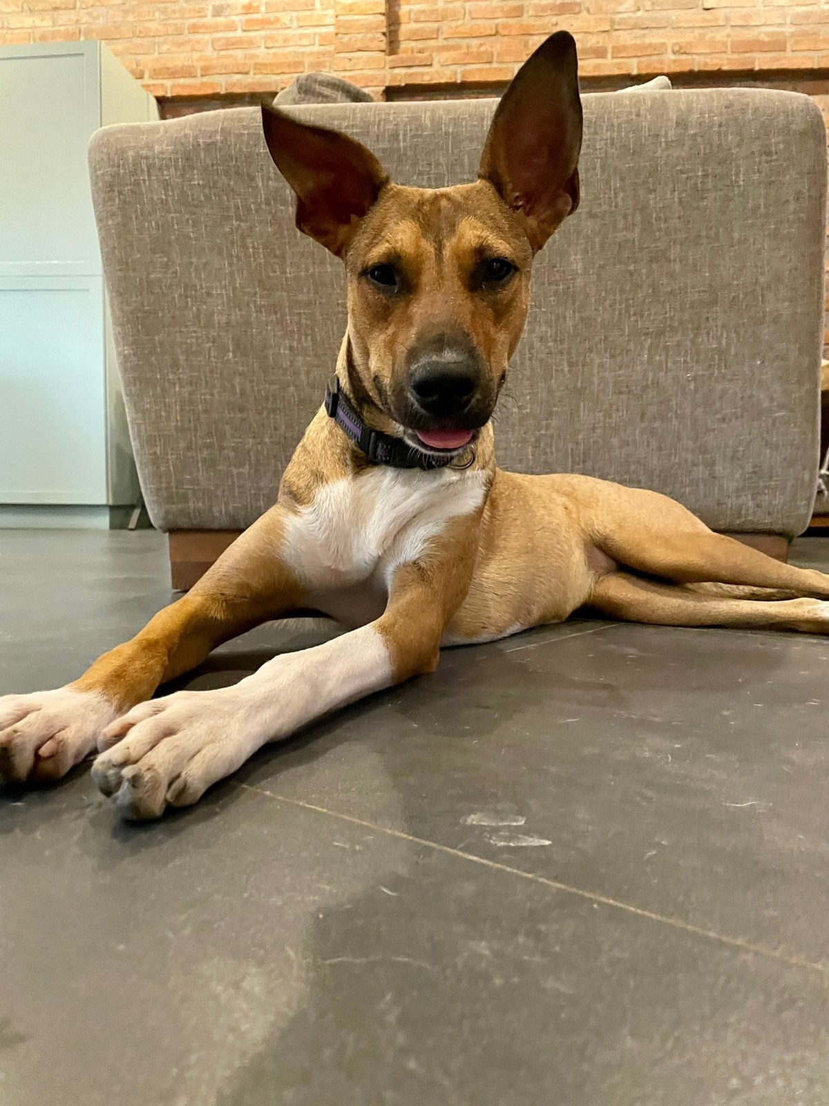 Lessie — A Dog's New Life AC