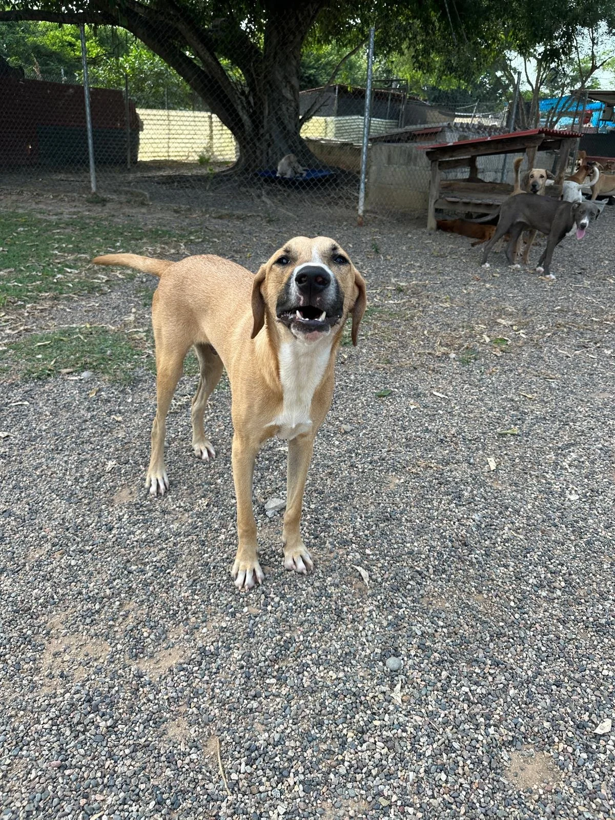 Freckles — A Dog's New Life AC