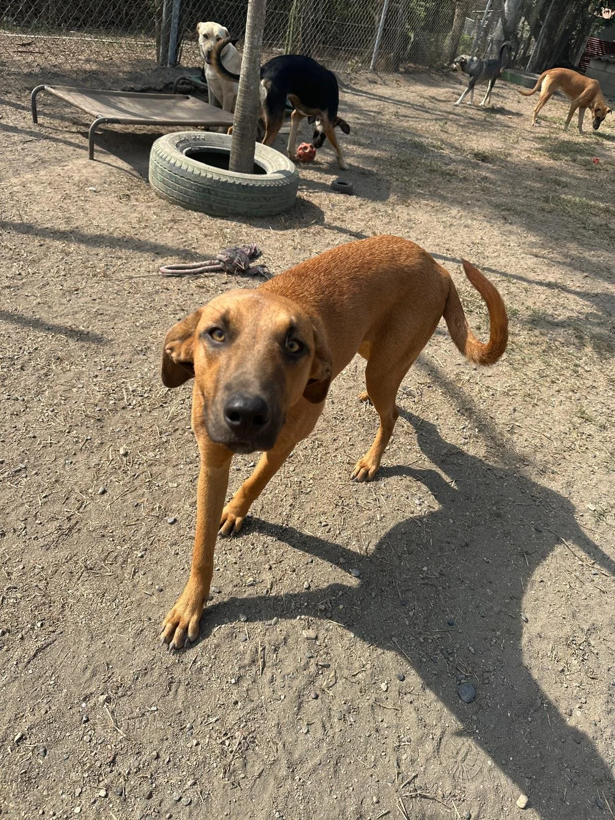 Cazzu — A Dog's New Life AC
