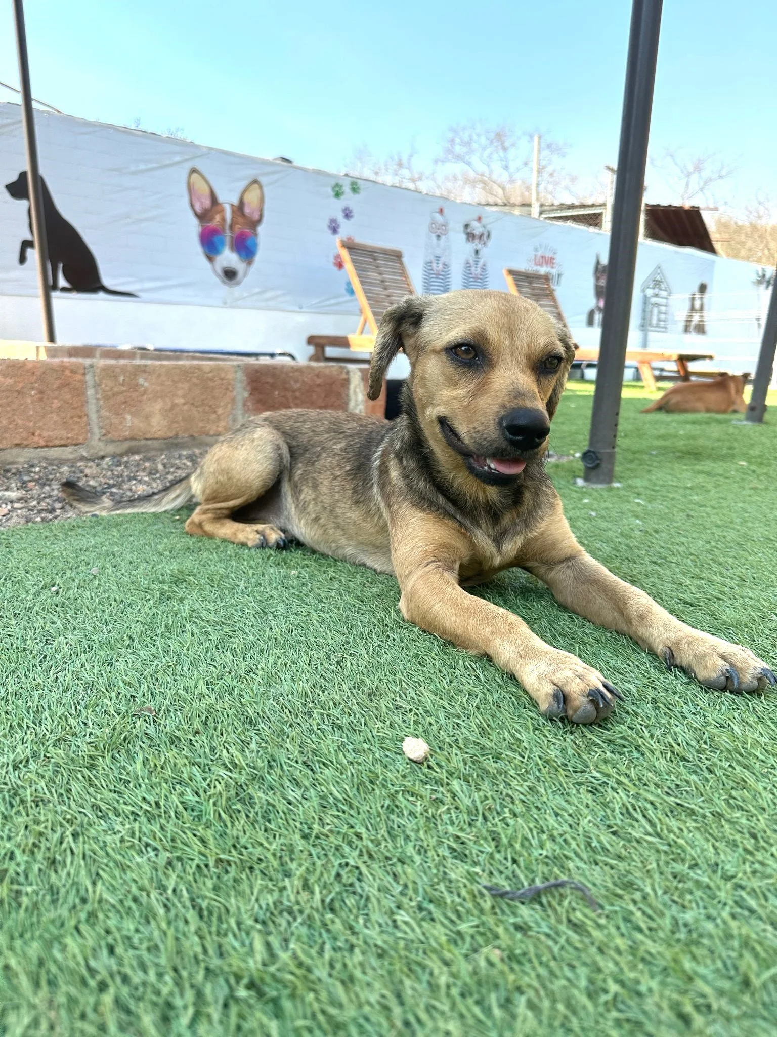 Guava — A Dog's New Life AC