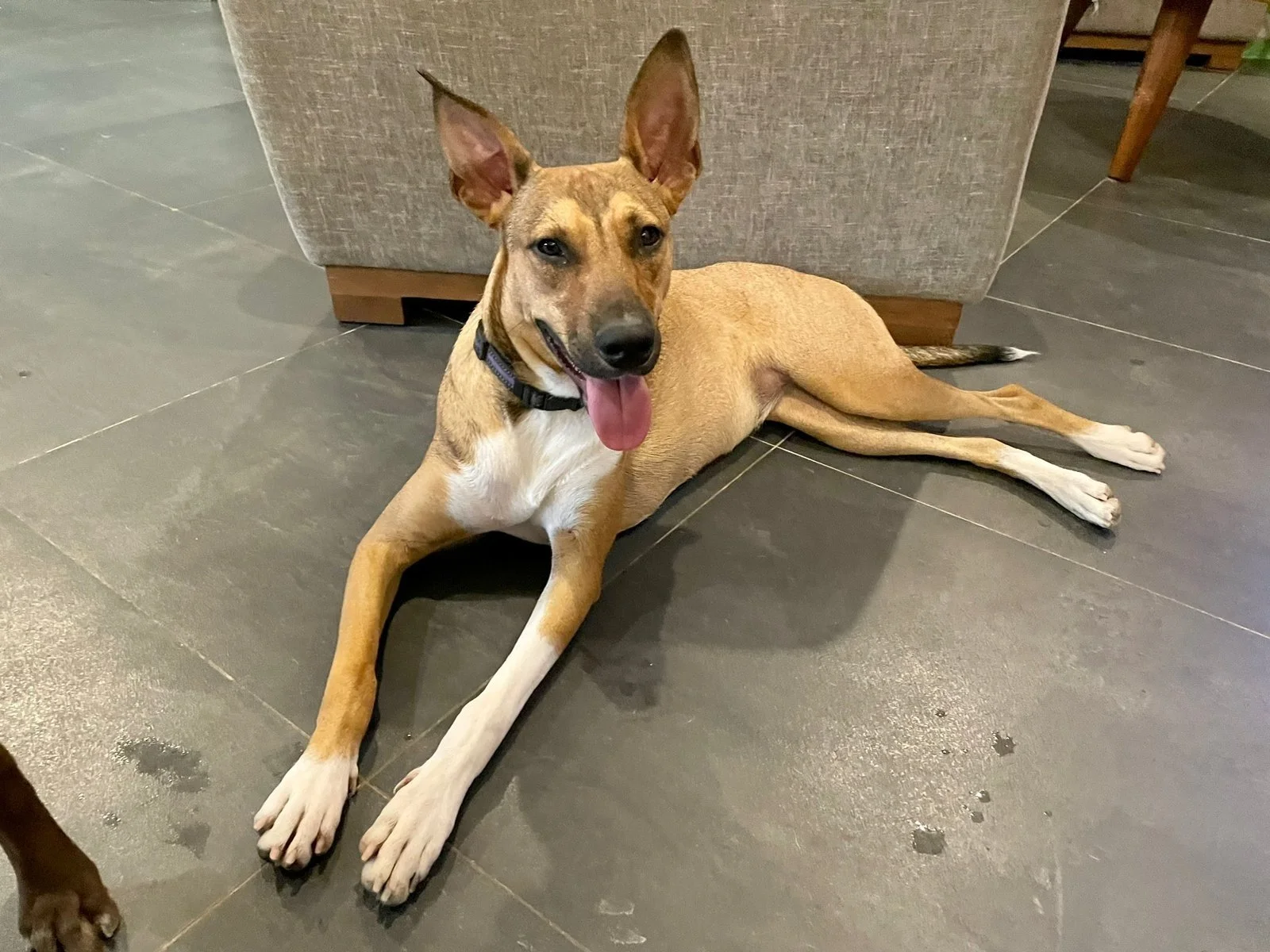 Adopt — A Dog's New Life AC