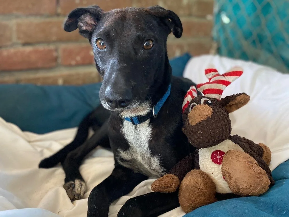 Adopt — A Dog's New Life AC