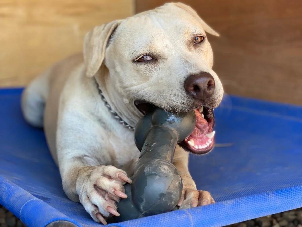 Adopt — A Dog's New Life AC
