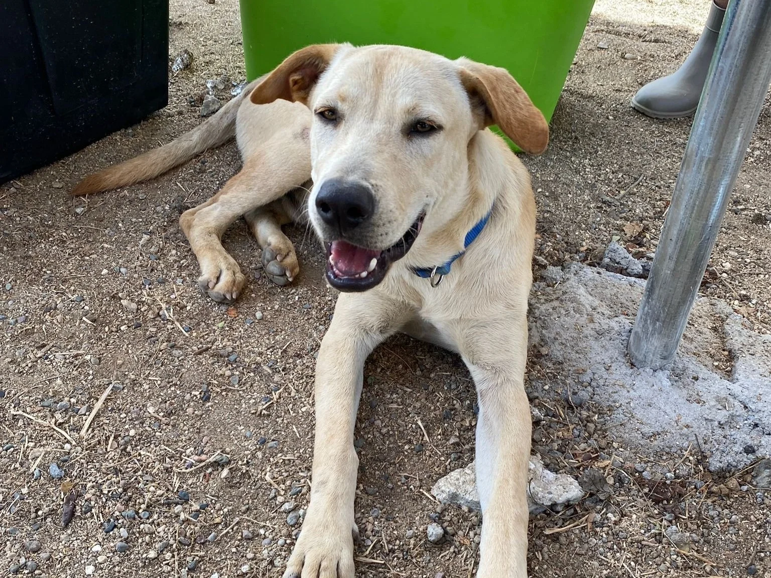 Adopt — A Dog's New Life AC
