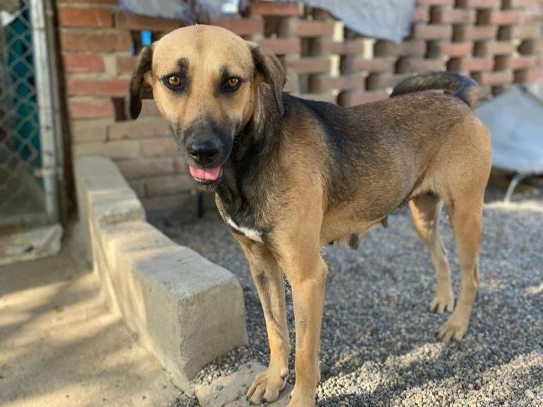 Adopt — A Dog's New Life AC