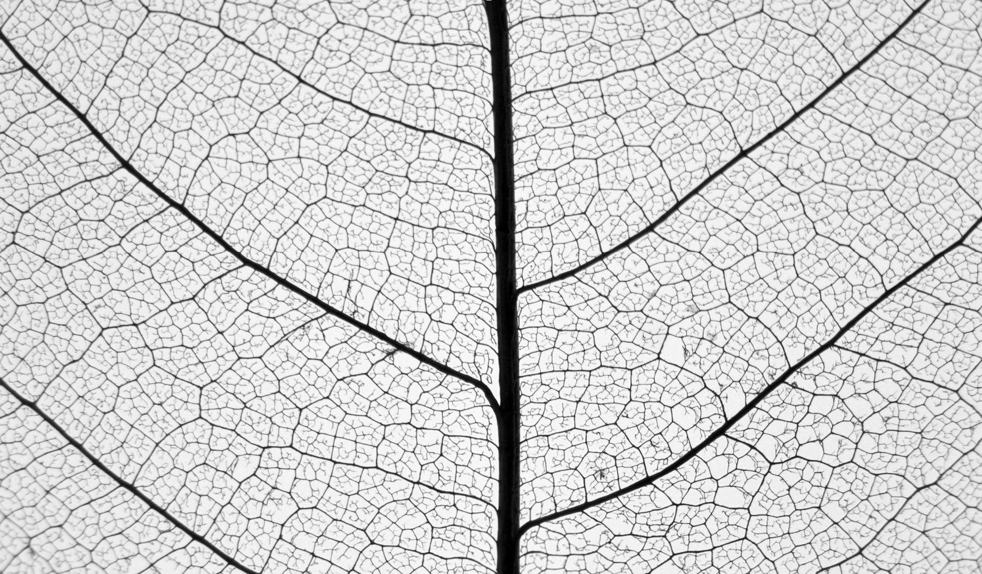 Liber Futuro Ignium [Book of Future Fires] — Panarchic Codex®