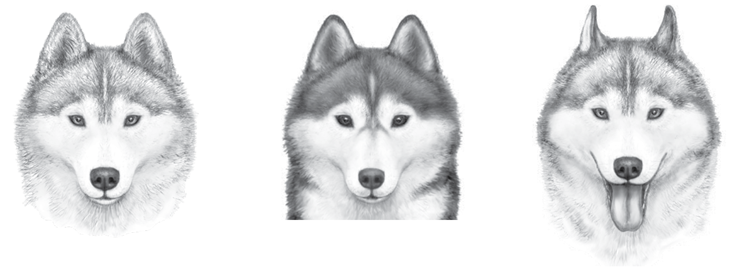 SHCA Illustrated Standard: Head — Siberian Husky Club of America, Inc