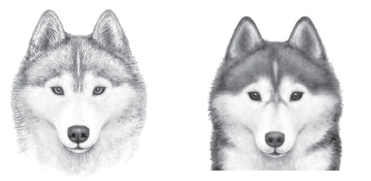 SHCA Illustrated Standard: Head — Siberian Husky Club of America, Inc