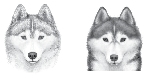 SHCA Illustrated Standard: Head — Siberian Husky Club of America, Inc