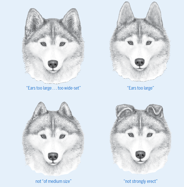 SHCA Illustrated Standard: Head — Siberian Husky Club of America, Inc