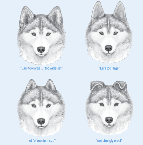 SHCA Illustrated Standard: Head — Siberian Husky Club of America, Inc