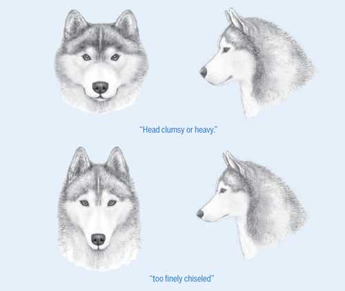 SHCA Illustrated Standard: Head — Siberian Husky Club of America, Inc