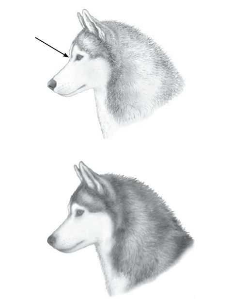 SHCA Illustrated Standard: Head — Siberian Husky Club of America, Inc