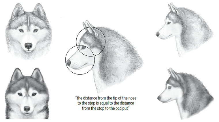 SHCA Illustrated Standard: Head — Siberian Husky Club of America, Inc