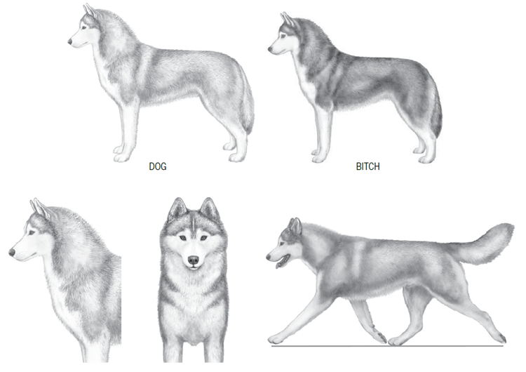 SHCA Illustrated Standard: Neck, Topline, Body — Siberian Husky Club of ...