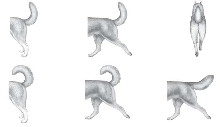 SHCA Illustrated Standard: Tail — Siberian Husky Club of America, Inc