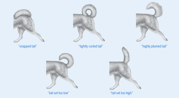 SHCA Illustrated Standard: Tail — Siberian Husky Club of America, Inc
