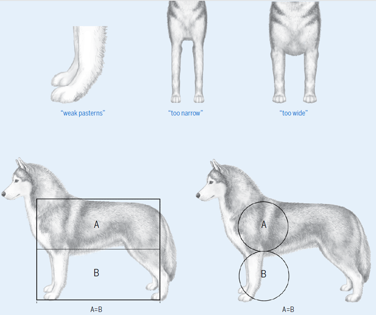 SHCA Illustrated Standard: Forequarters — Siberian Husky Club of ...