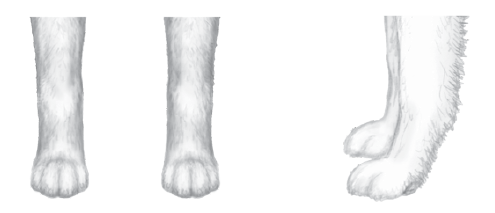 SHCA Illustrated Standard: Forequarters — Siberian Husky Club of ...