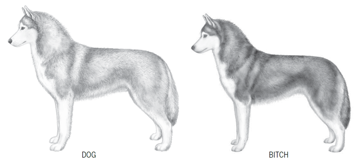 SHCA Illustrated Standard: General Appearance — Siberian Husky Club of ...