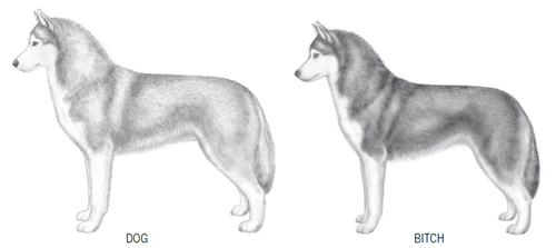 SHCA Illustrated Standard: General Appearance — Siberian Husky Club of ...