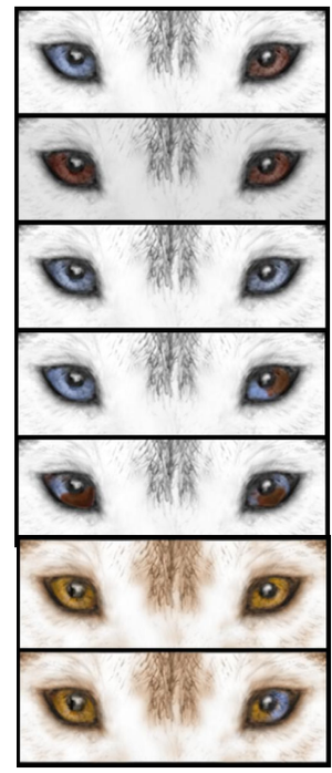 SHCA Illustrated Standard: Head — Siberian Husky Club of America, Inc