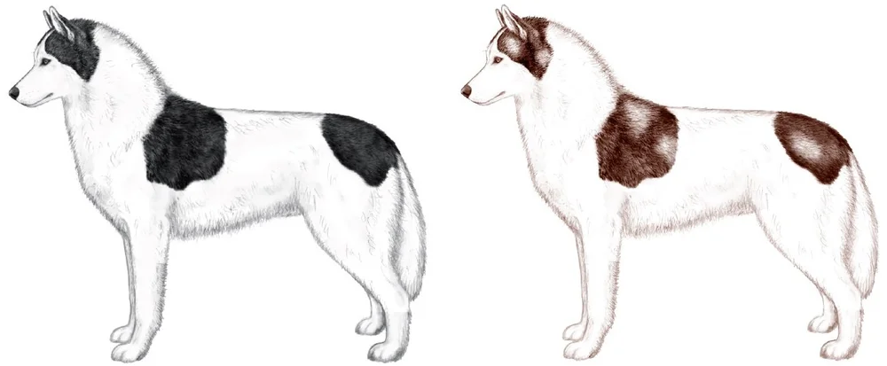 SHCA Illustrated Standard: Color — Siberian Husky Club of America, Inc