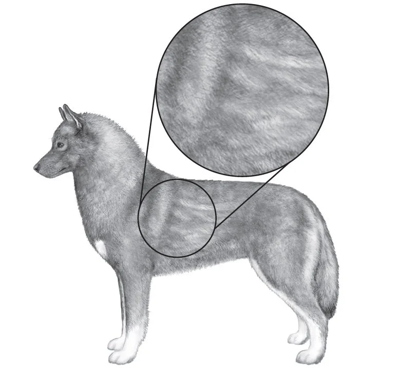 SHCA Illustrated Standard: Color — Siberian Husky Club of America, Inc