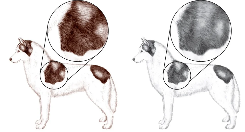 SHCA Illustrated Standard: Color — Siberian Husky Club of America, Inc