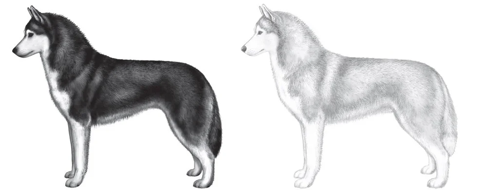 SHCA Illustrated Standard: Color — Siberian Husky Club of America, Inc