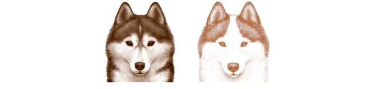 SHCA Illustrated Standard: Head — Siberian Husky Club of America, Inc