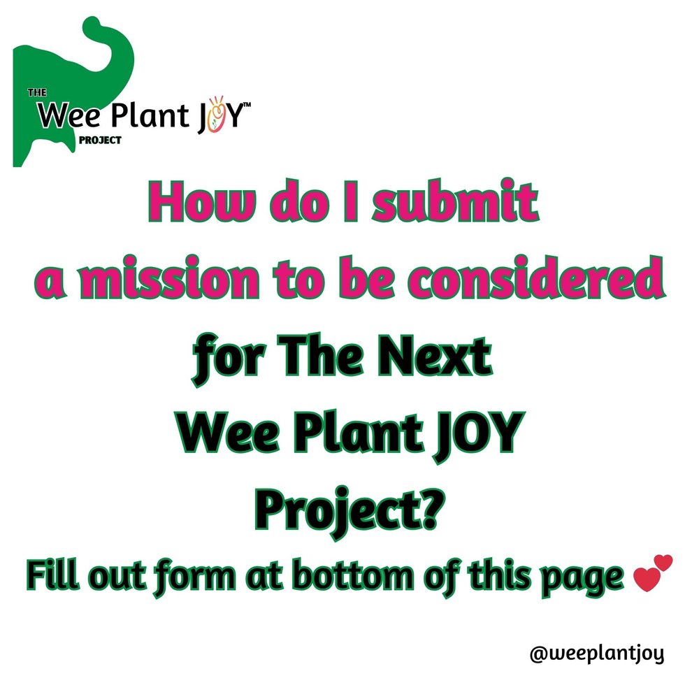 Wee Plant JOY — Soul Sprout