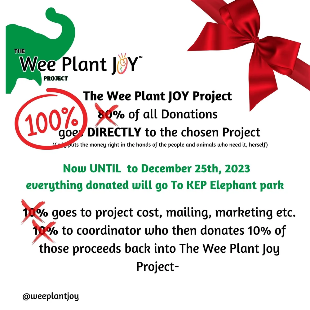 Wee Plant JOY — Soul Sprout