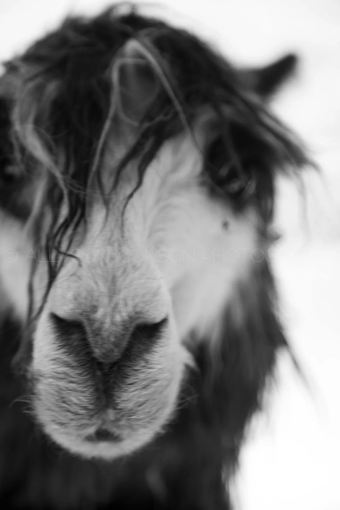 Allyson Monson — Blazing Editions