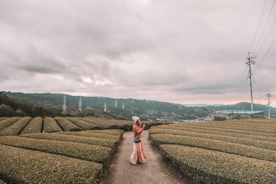 Kyoto Green Tea Matcha Day Trip Itinerary - Uji + Wazuka + Shojuin ...