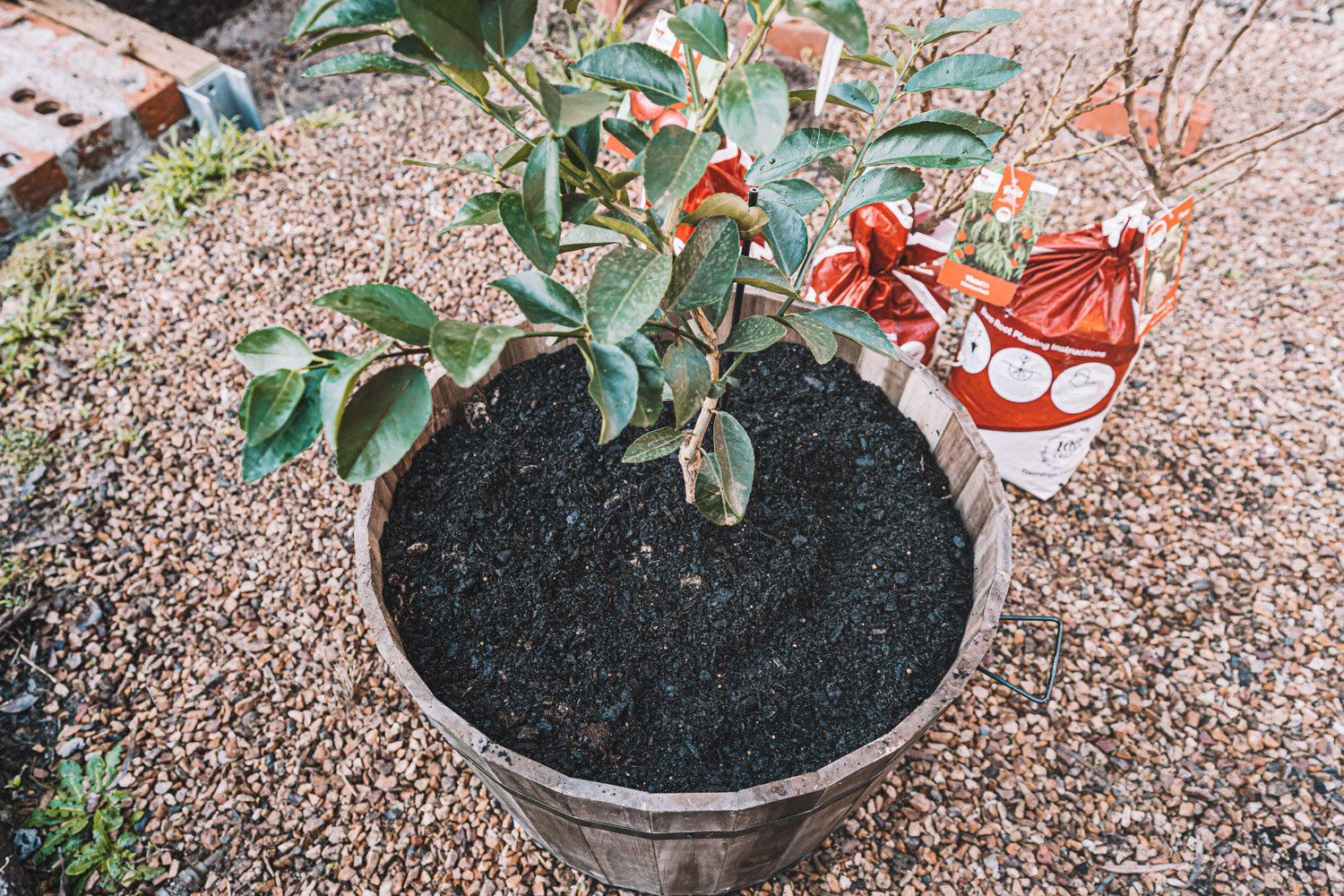 How to Grow Fruit Trees in Containers! — CONNIE CAO