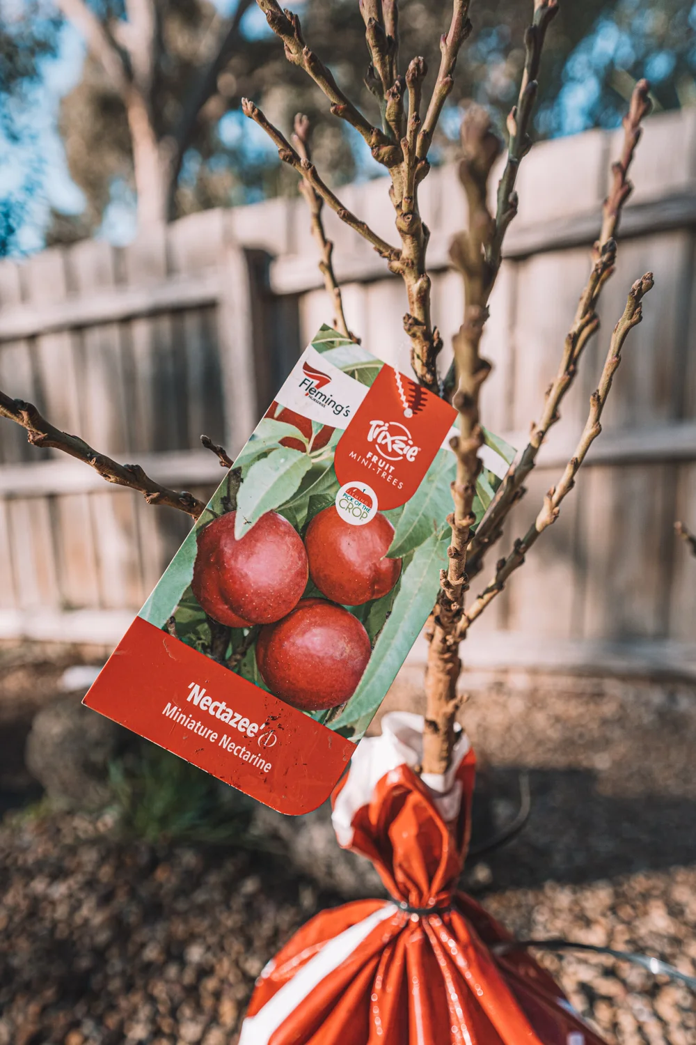 How to Grow Fruit Trees in Containers! — CONNIE CAO