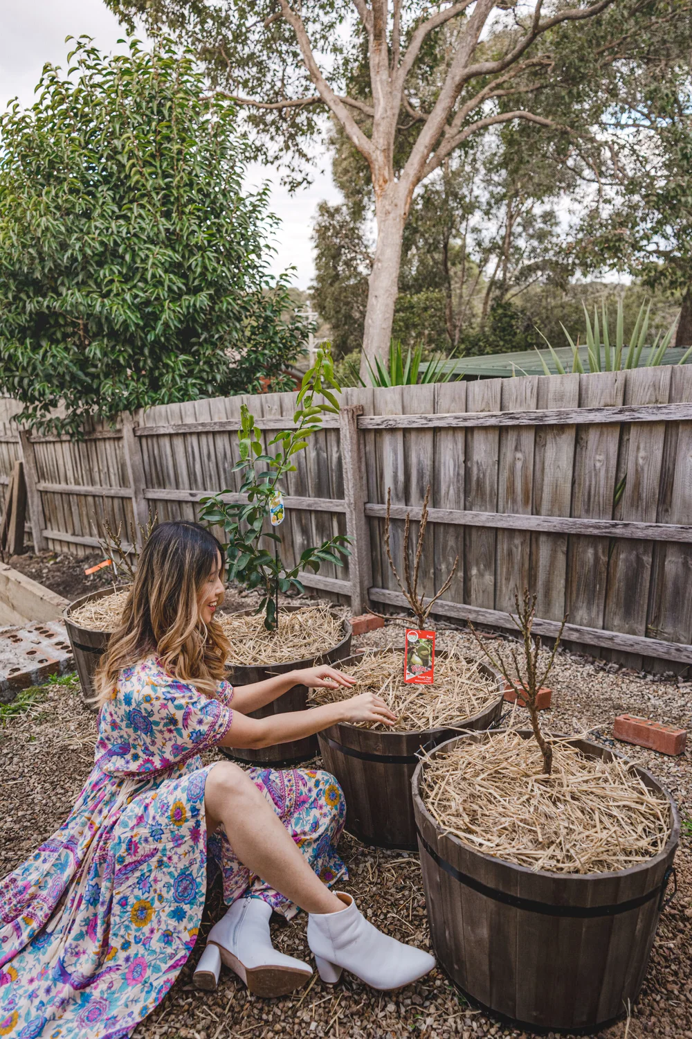 How to Grow Fruit Trees in Containers! — CONNIE CAO