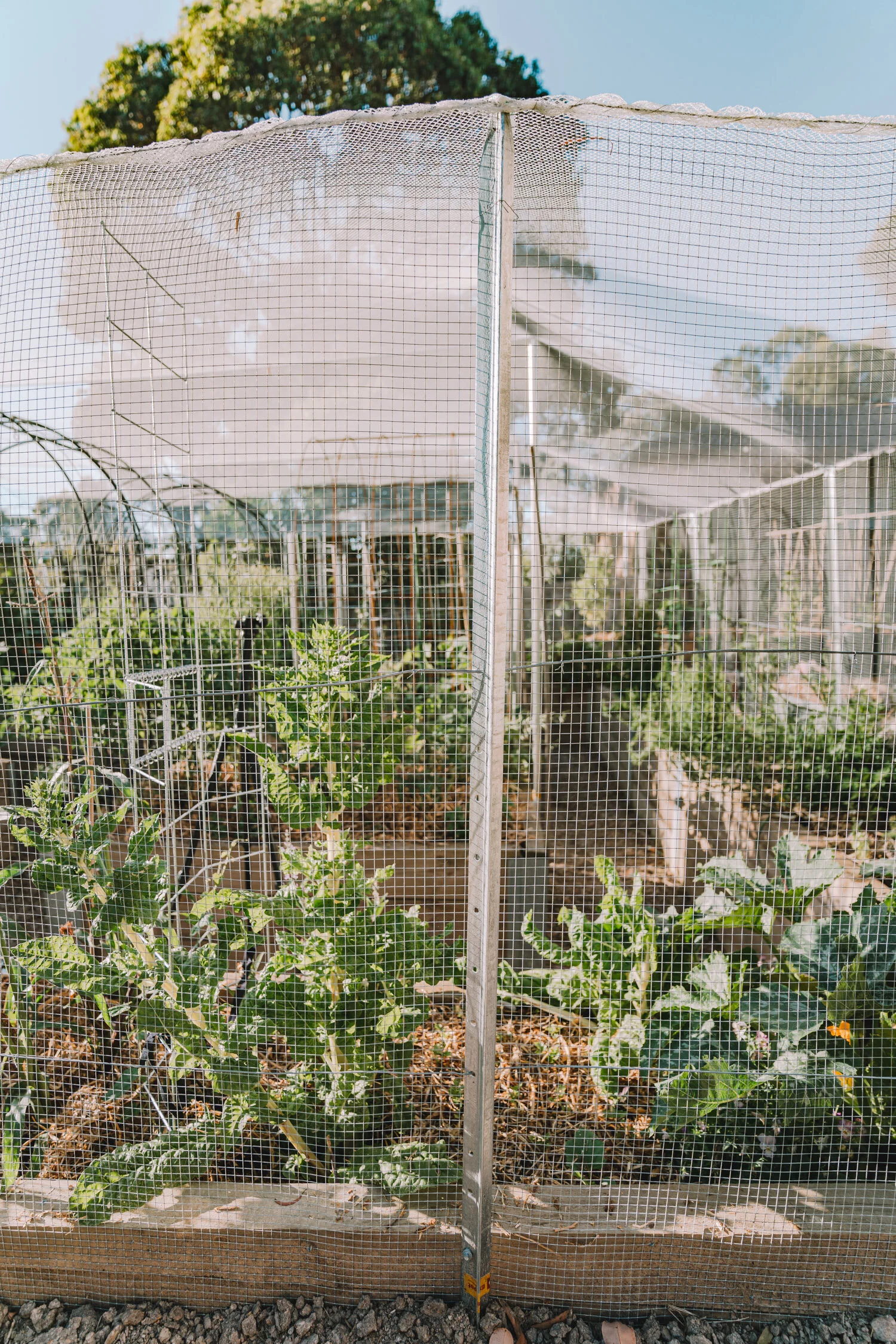 Veggie Garden Enclosure DIY + Before and After Pics! — CONNIE CAO