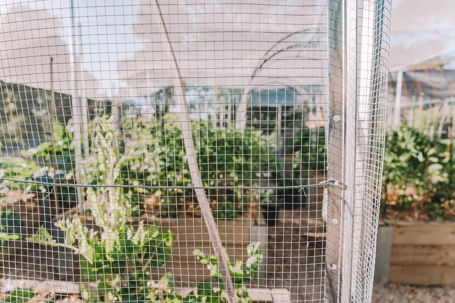 Veggie Garden Enclosure DIY + Before and After Pics! — CONNIE CAO