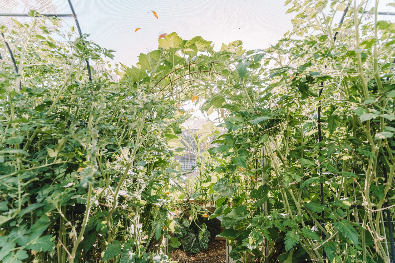 DIY Veggie Garden Arch - How to Make a Garden Arch Using Reo Mesh ...